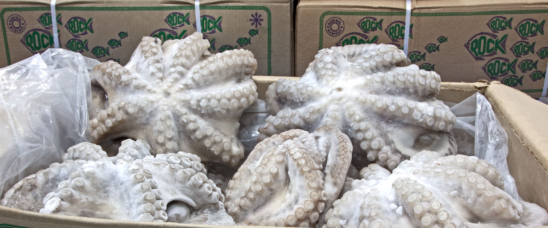 Marine – Alpha Sea Food