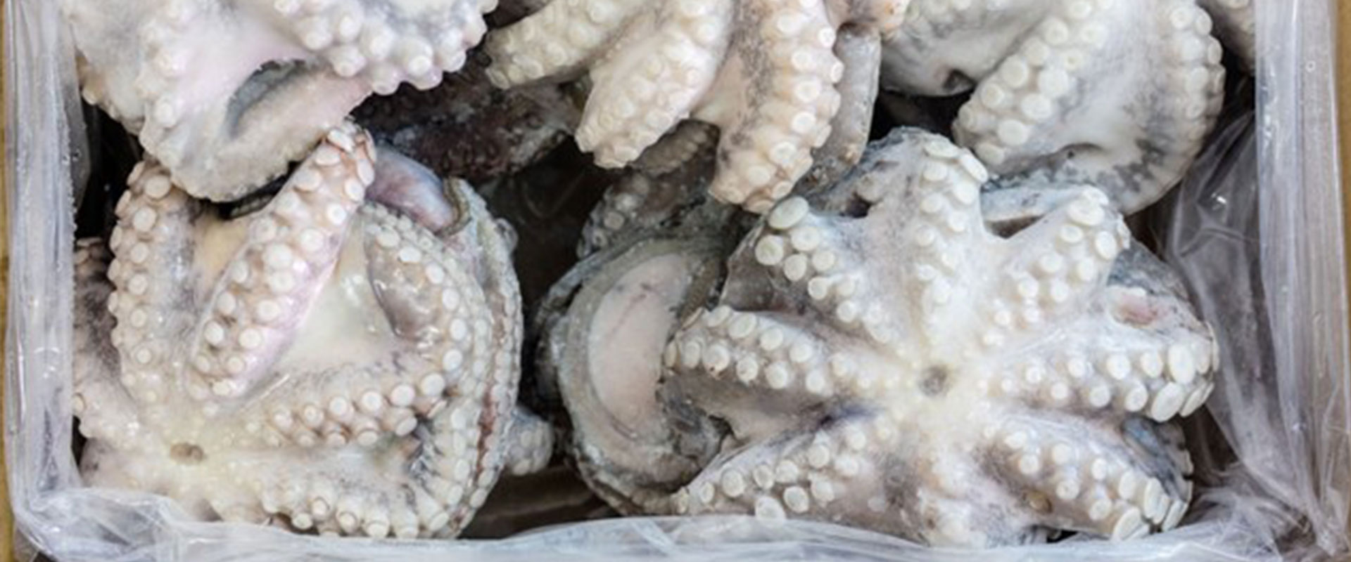 Marine – Alpha Sea Food