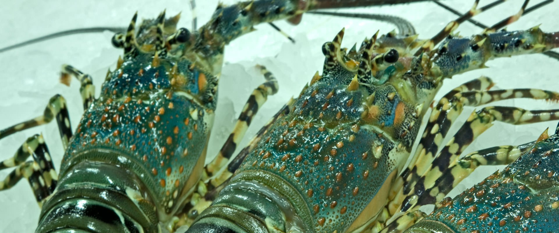 Marine – Alpha Sea Food