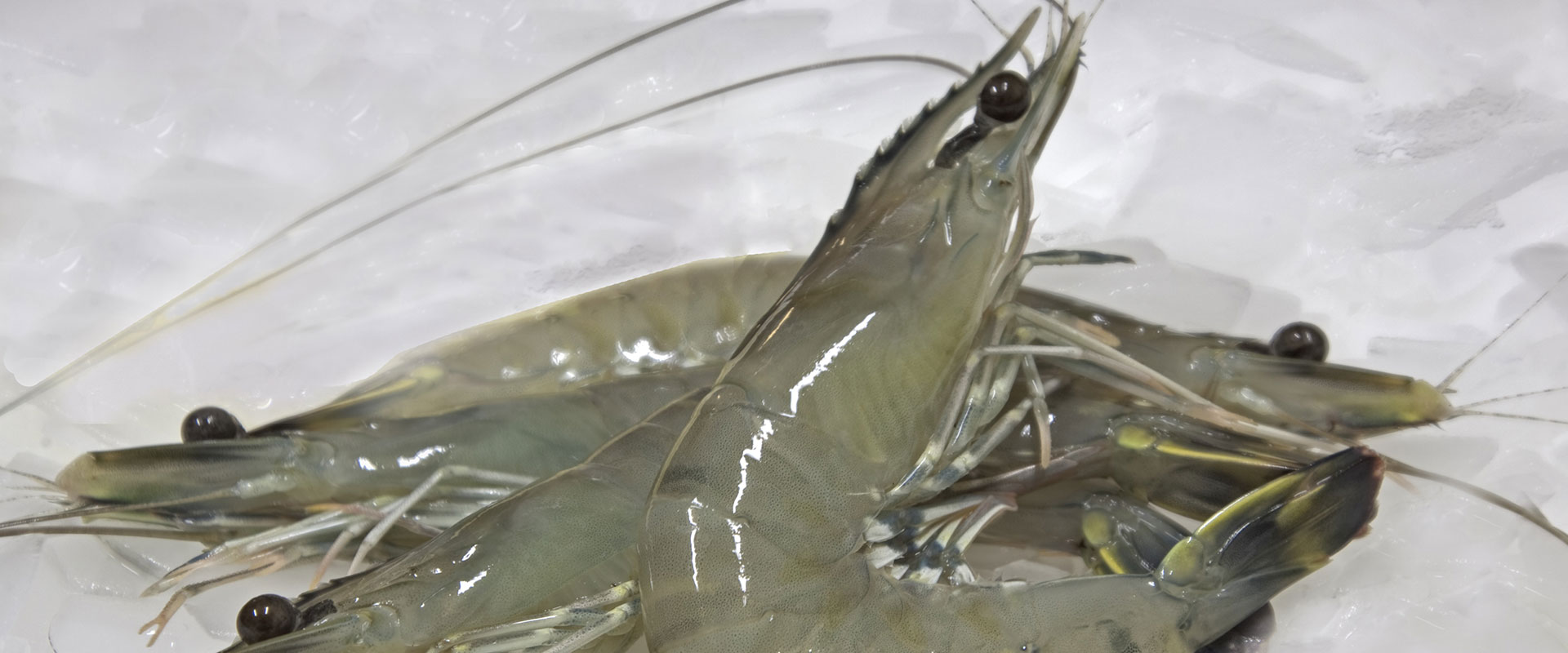 Marine – Alpha Sea Food