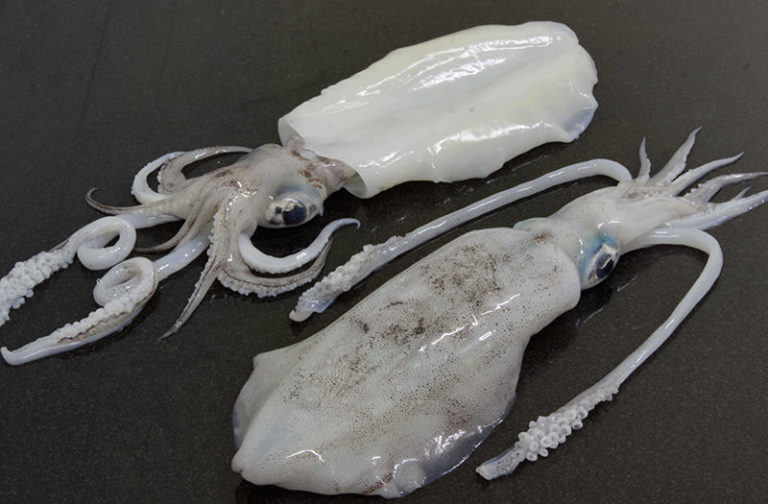 Products – Alpha Sea Food